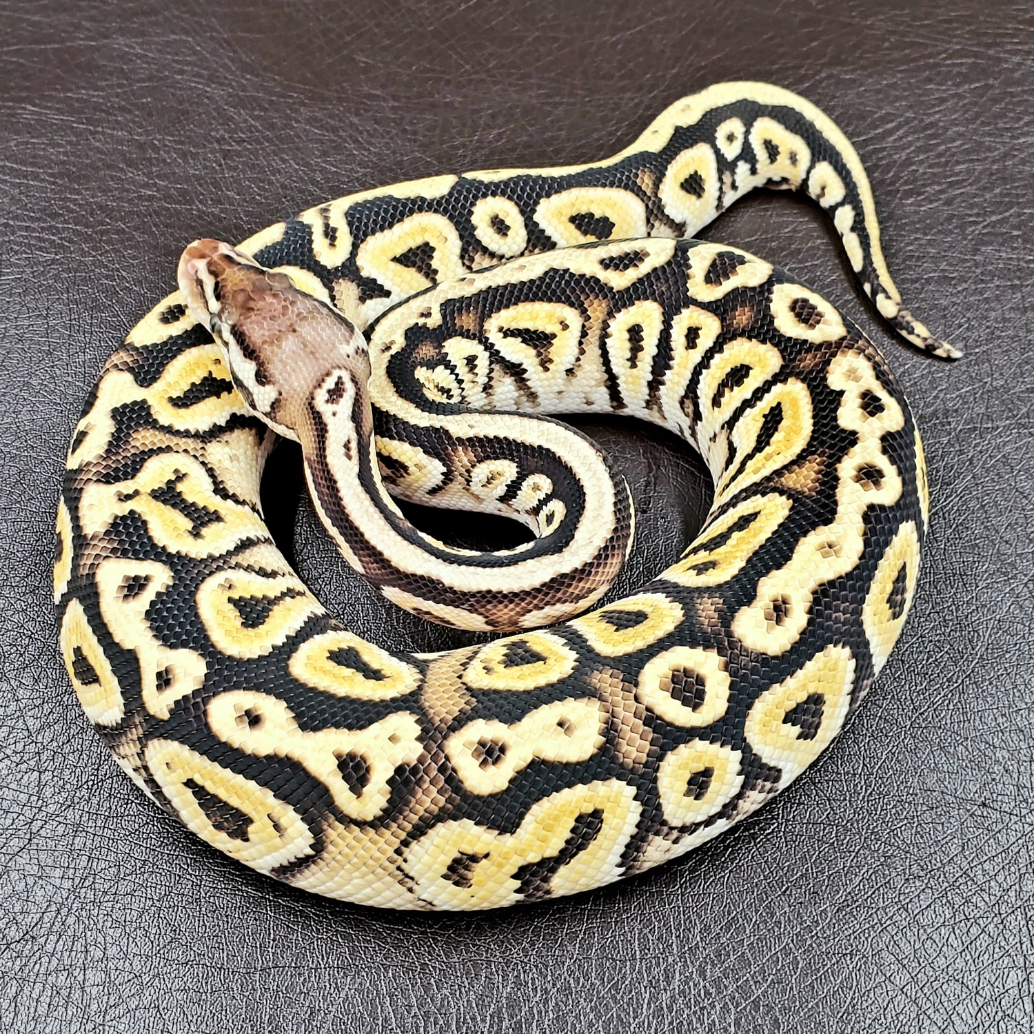 Pastel Cypress Honey Ball Python by GWB Pythons & More - MorphMarket