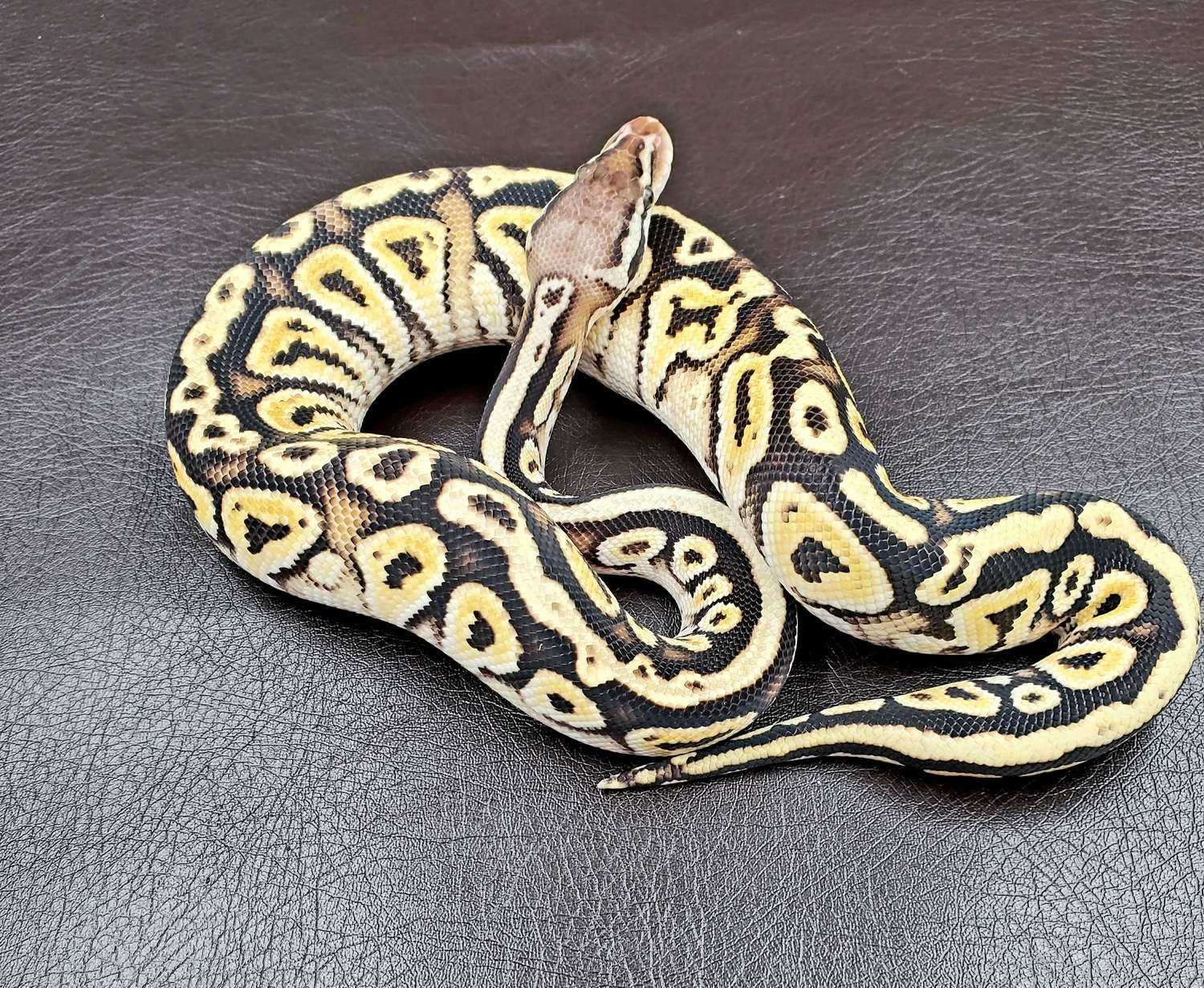 Pastel Cypress Honey Ball Python by GWB Pythons & More - MorphMarket