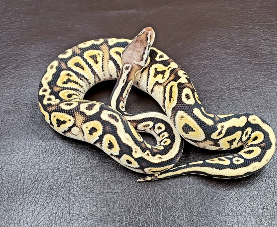 Pastel Cypress Honey Ball Python by Reptiles Etc.