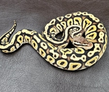Pastel Cypress Honey Ball Python by GWB Pythons & More - MorphMarket