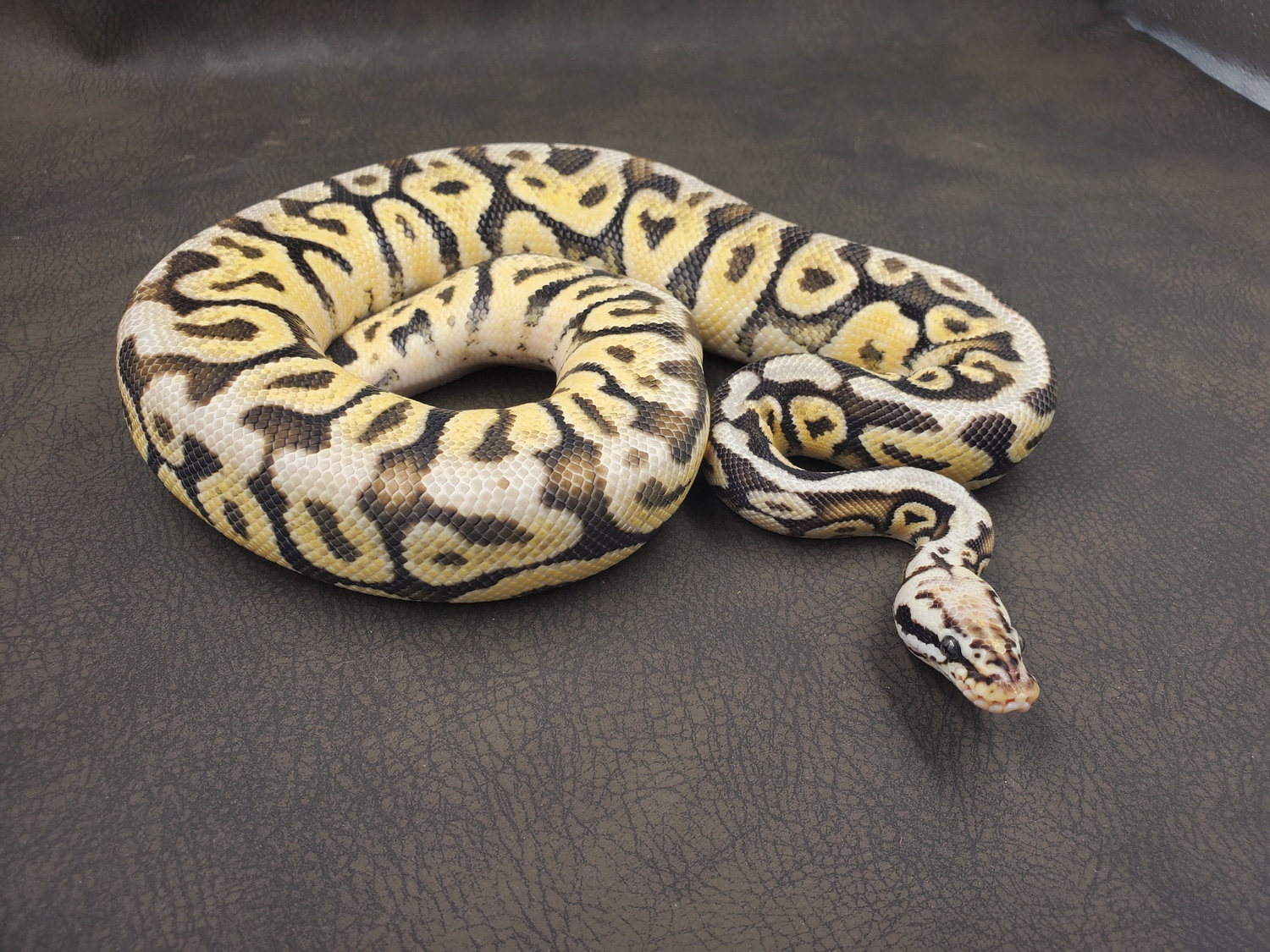 Super Pastel Spotnose 100% Het Clown Ball Python by GWB Pythons & More ...