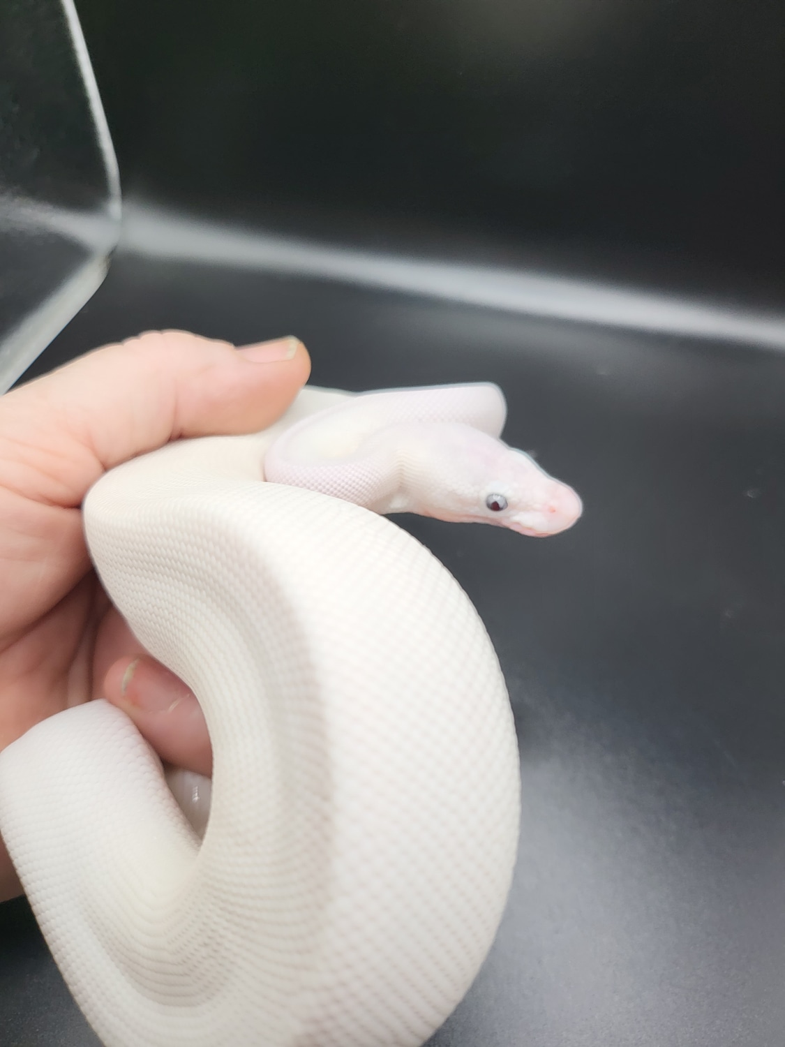 22 Blue Eyed Lucy Ball Python by GWB Pythons & More - MorphMarket