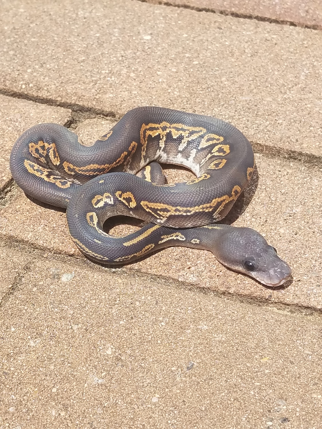Super Blackhead Ghost Ball Python by Pythons Gone Postle - MorphMarket