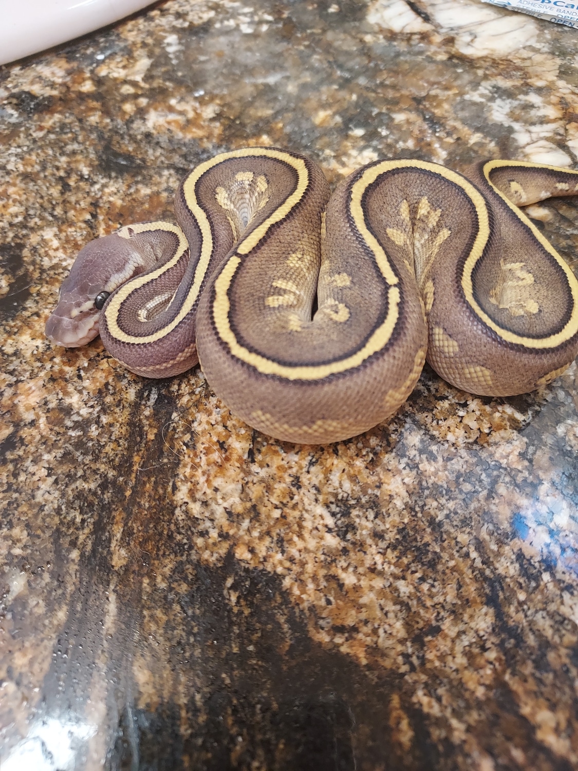 Red Stripe Mojave Blackhead Pastel Het Genetic Stripe Ball Python by ...