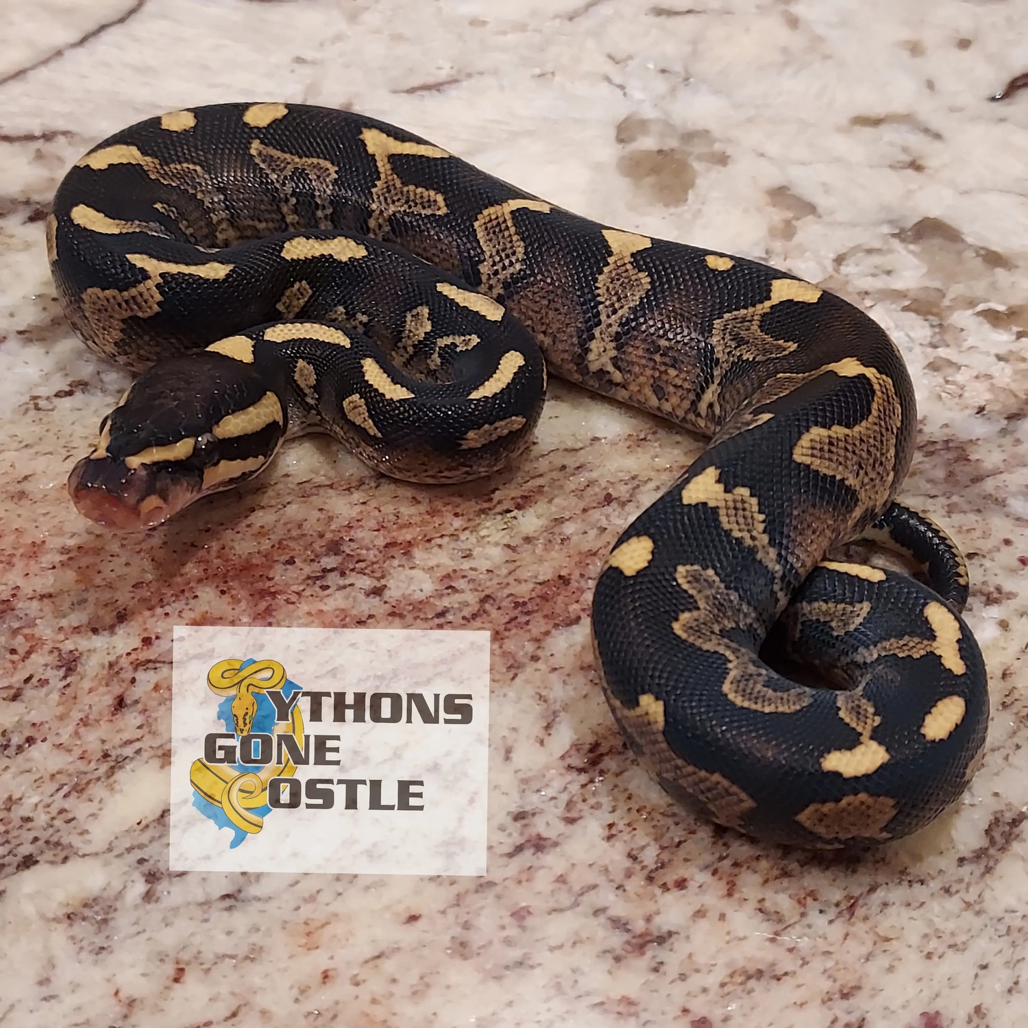 Chocolate Super Asphalt Ball Python by Pythons Gone Postle - MorphMarket