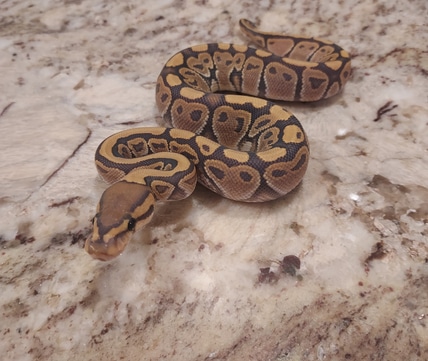 Night Bringer Trick Het Genetic Stripe Ball Python by Pythons Gone ...