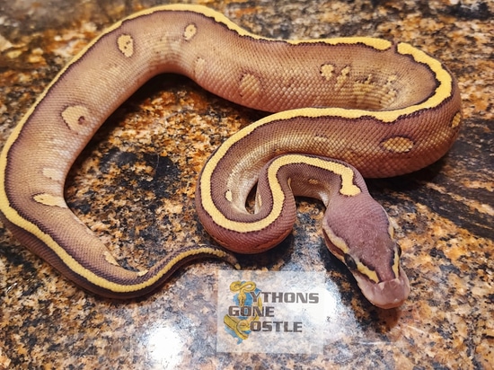 Super Red Stripe Mojave Pastel Ball Python by Pythons Gone Postle