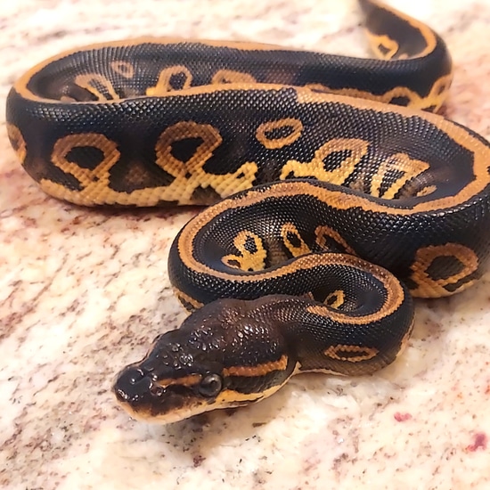Black Head Leopard Het Pied 66% Het Clown Ball Python by Pythons Gone ...