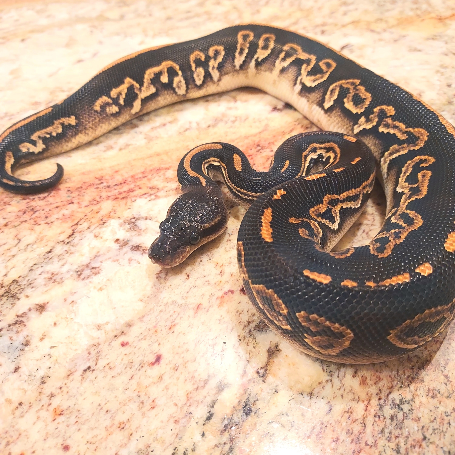Night Bringer Trick Het Genetic Stripe Ball Python by Pythons Gone ...