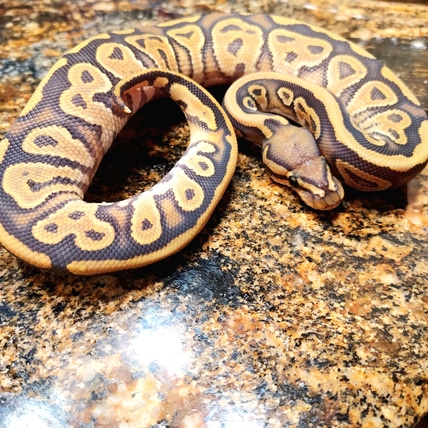 Night Bringer Trick Het Genetic Stripe Ball Python by Pythons Gone ...