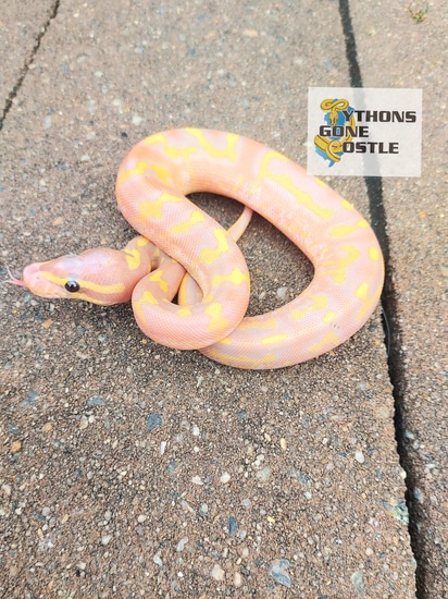 Chocolate Banana Super Asphalt Ball Python by Pythons Gone Postle