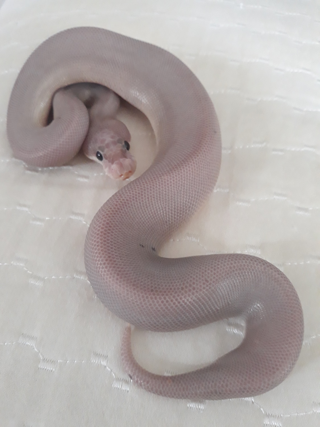 Super Black Pastel Banana 50% Het Pied Ball Python by Pythons Heaven ...