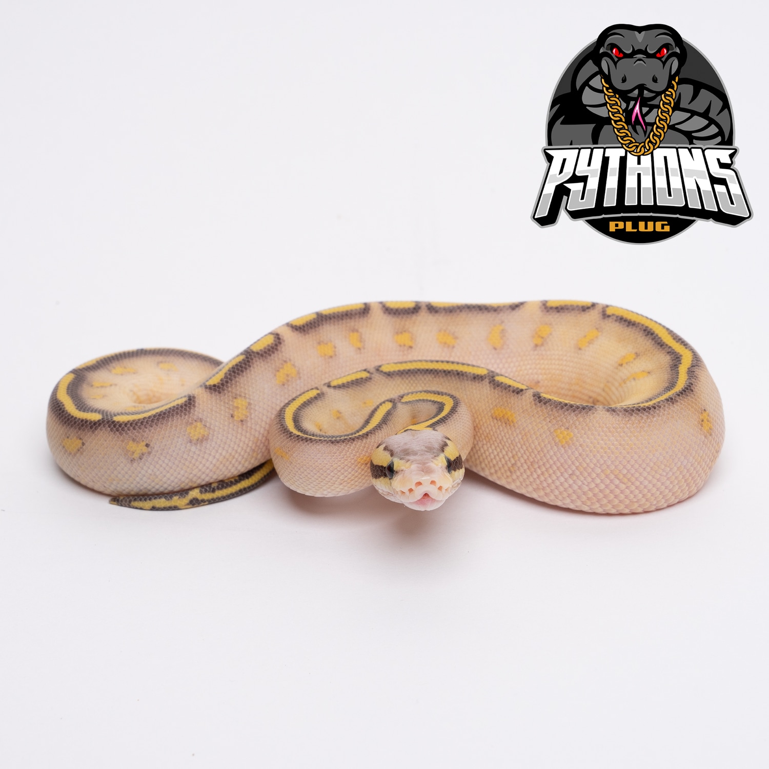 Pastel Super Gravel Mojave Ball Python by PythonsPlug - MorphMarket