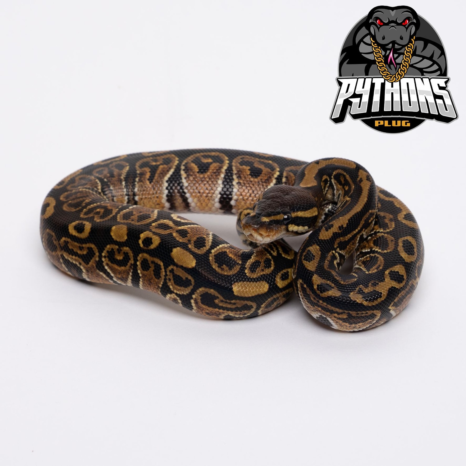 Hurricane Ball Python by PythonsPlug - MorphMarket