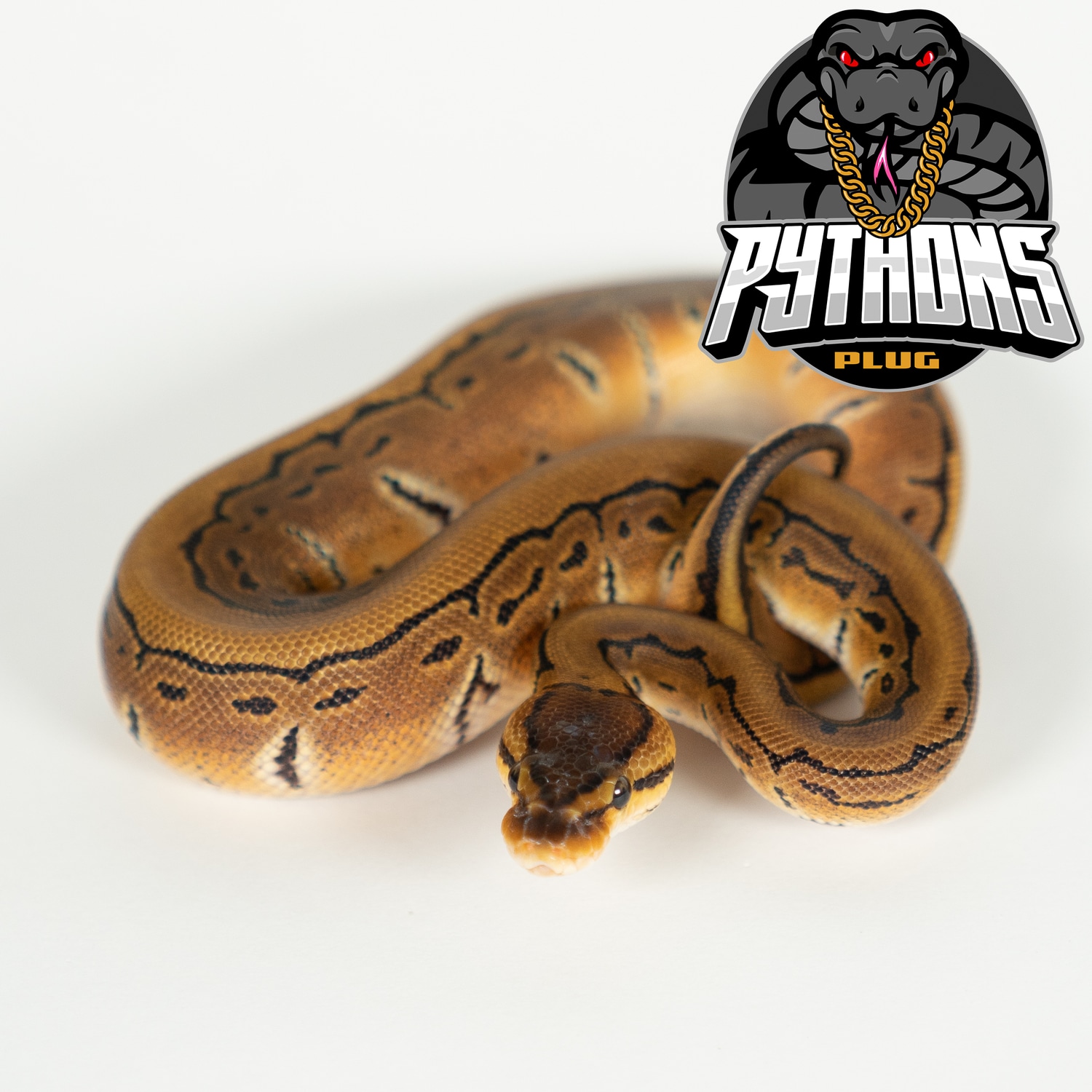 PINSTRIPE FIRE Poss BLADE Het CLOWN 50% Het TSK AXANTHIC Ball Python by ...
