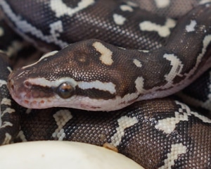 Rare Python Conservatory - MorphMarket