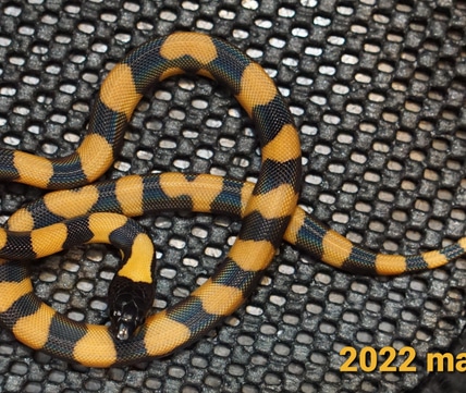 Rare Python Conservatory - MorphMarket