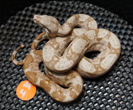 Hog Island Boa Boa Constrictor by Rare Python Conservatory