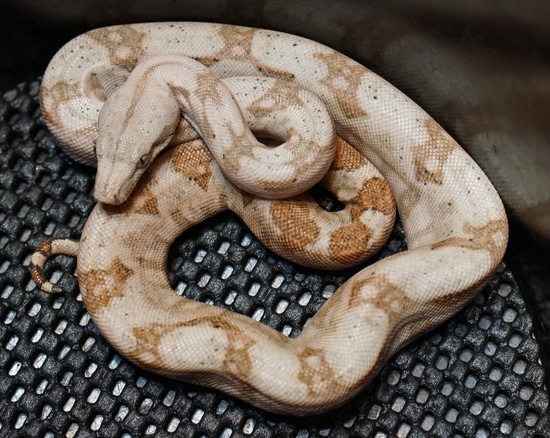Hog Island Boa Boa Constrictor by Rare Python Conservatory