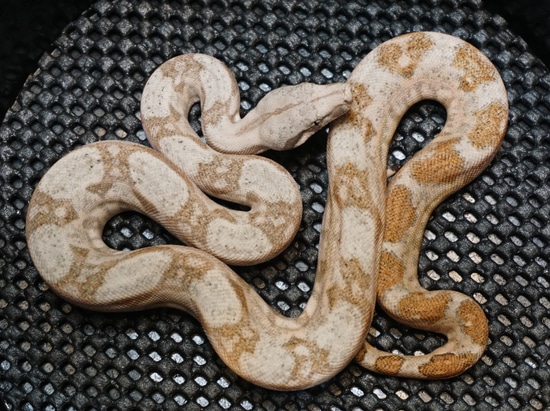 Hog Island Boa Boa Constrictor by Rare Python Conservatory
