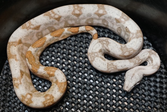 Hog Island Boa Boa Constrictor by Rare Python Conservatory