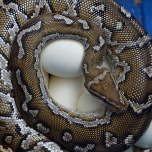 Rare Python Conservatory - MorphMarket