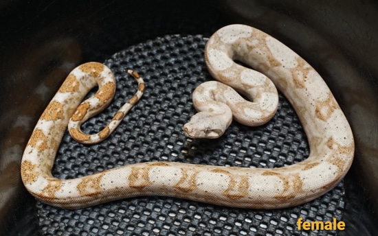 Hog Island Boa Female Boa Constrictor by Rare Python Conservatory