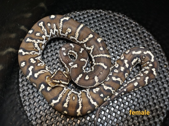 Angolan Python Female by Rare Python Conservatory