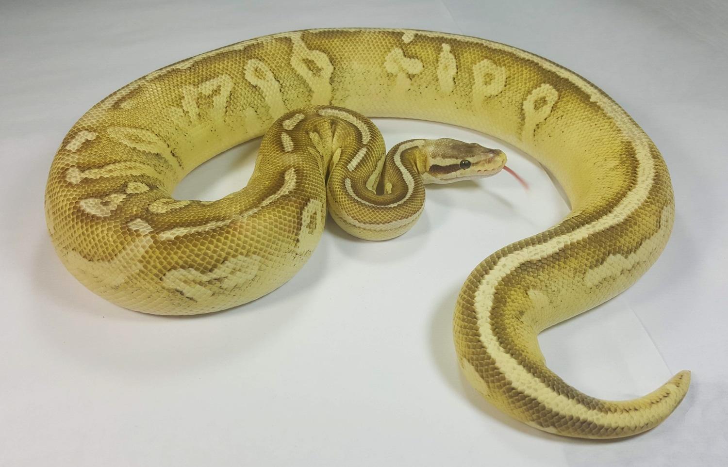 Mojave Superfly Ball Python by Brad Johnston Reptiles - MorphMarket