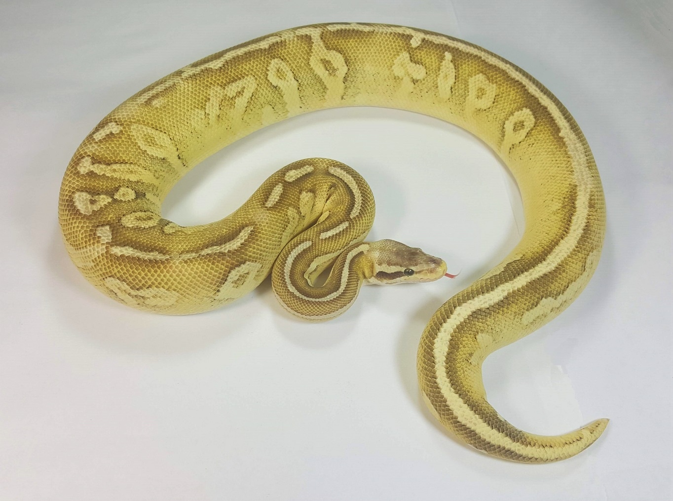 Mojave Superfly Ball Python by Brad Johnston Reptiles - MorphMarket