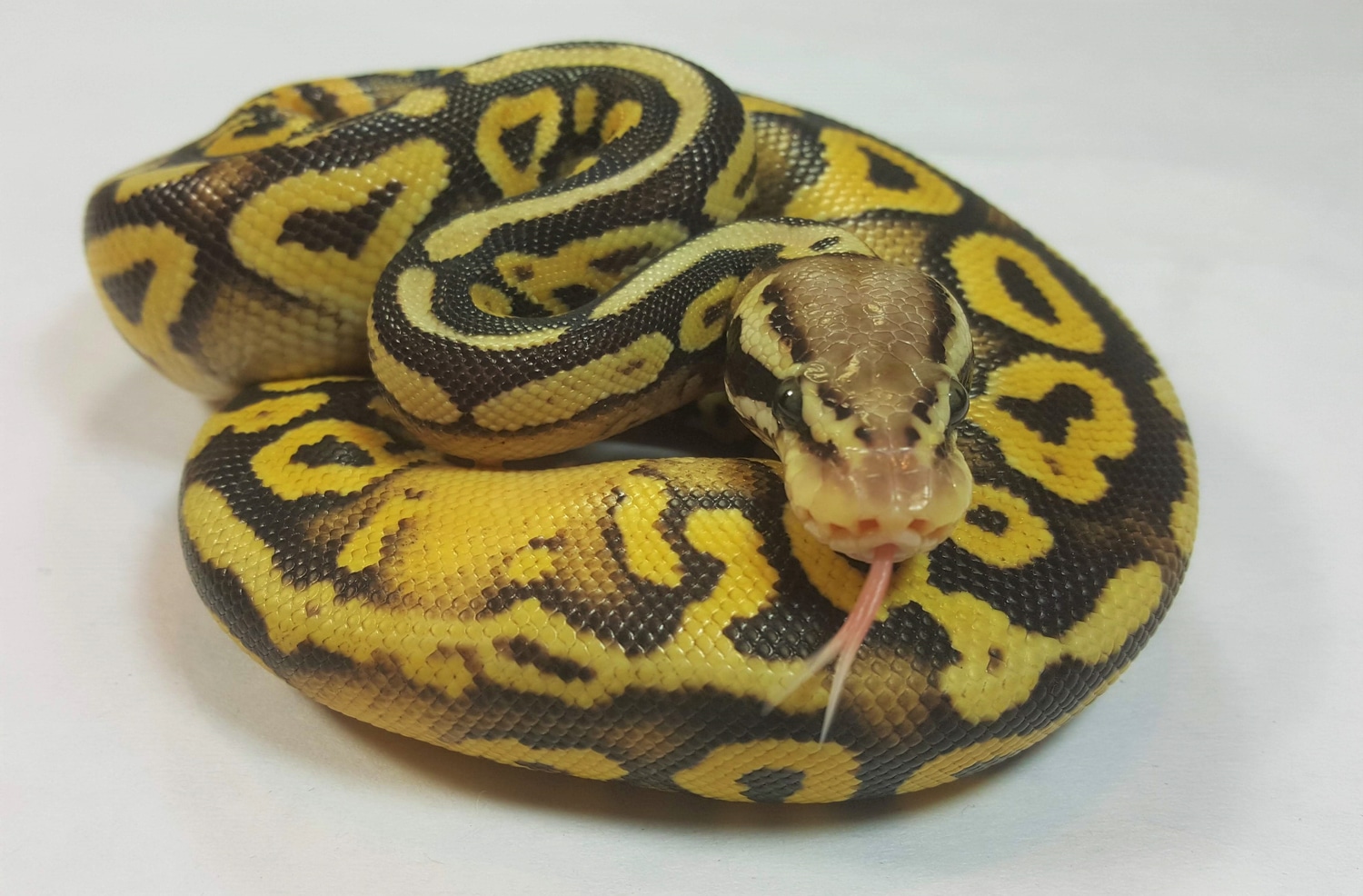 World First! - Pastel Mystic Spotnose Ball Python by Brad Johnston ...
