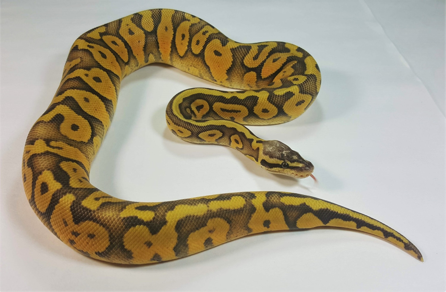 Scaleless Head Super Pastel Ball Python by Brad Johnston Reptiles ...