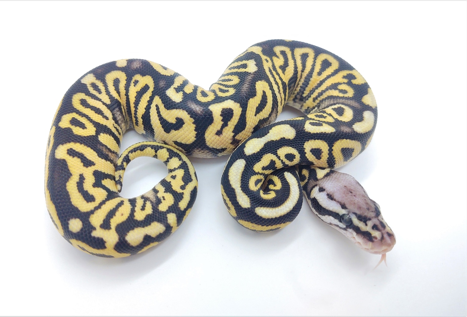 Pastel Spotnose (Mystic/Mojave) Ball Python by Brad Johnston Reptiles ...