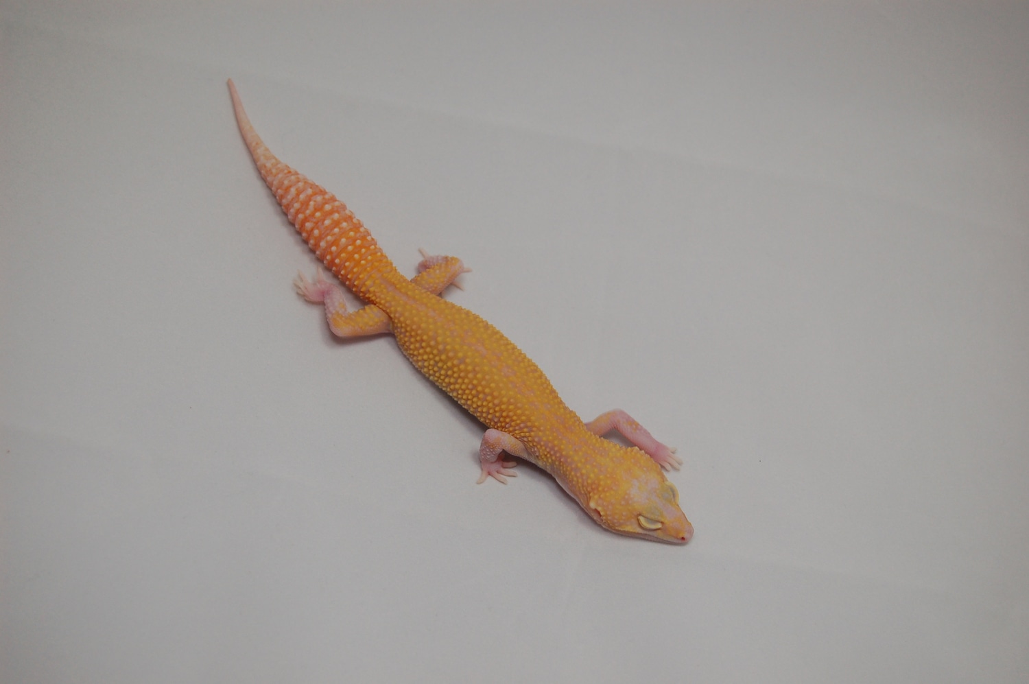 Mack Snow RAPTOR, 12.5% Afghanicus Leopard Gecko by Brad Johnston ...