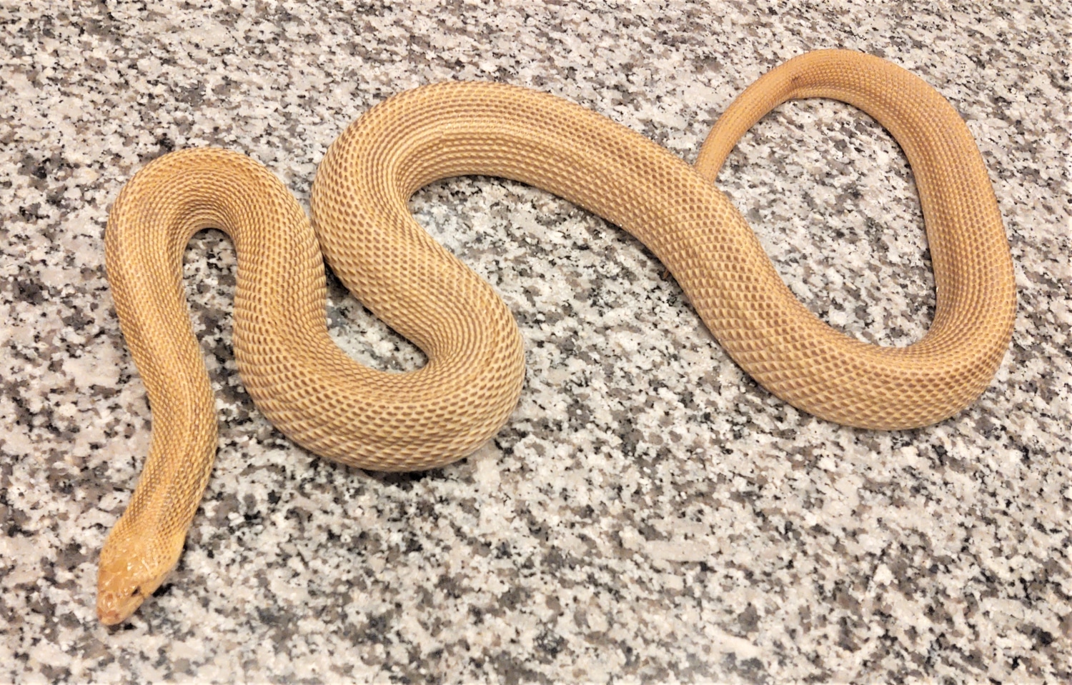 BIG Patternless 100% Het Albino Female Bullsnake by Brad Johnston ...