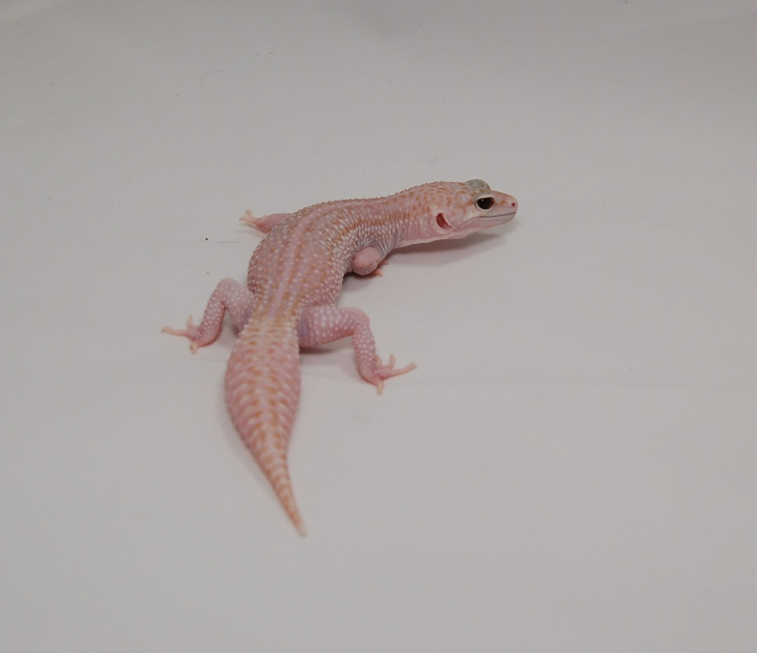 Proven Super RAPTOR Leopard Gecko by Brad Johnston Reptiles - MorphMarket