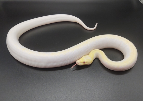 Blizzard Granite Burmese Python by Brad Johnston Reptiles