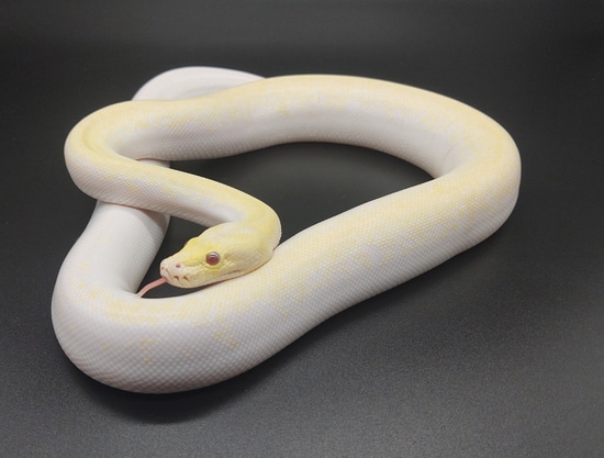 Blizzard Granite Burmese Python by Brad Johnston Reptiles