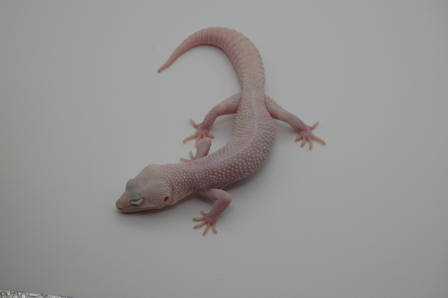W/Y Super Snow Rainwater Het Eclipse Leopard Gecko by Brad Johnston ...