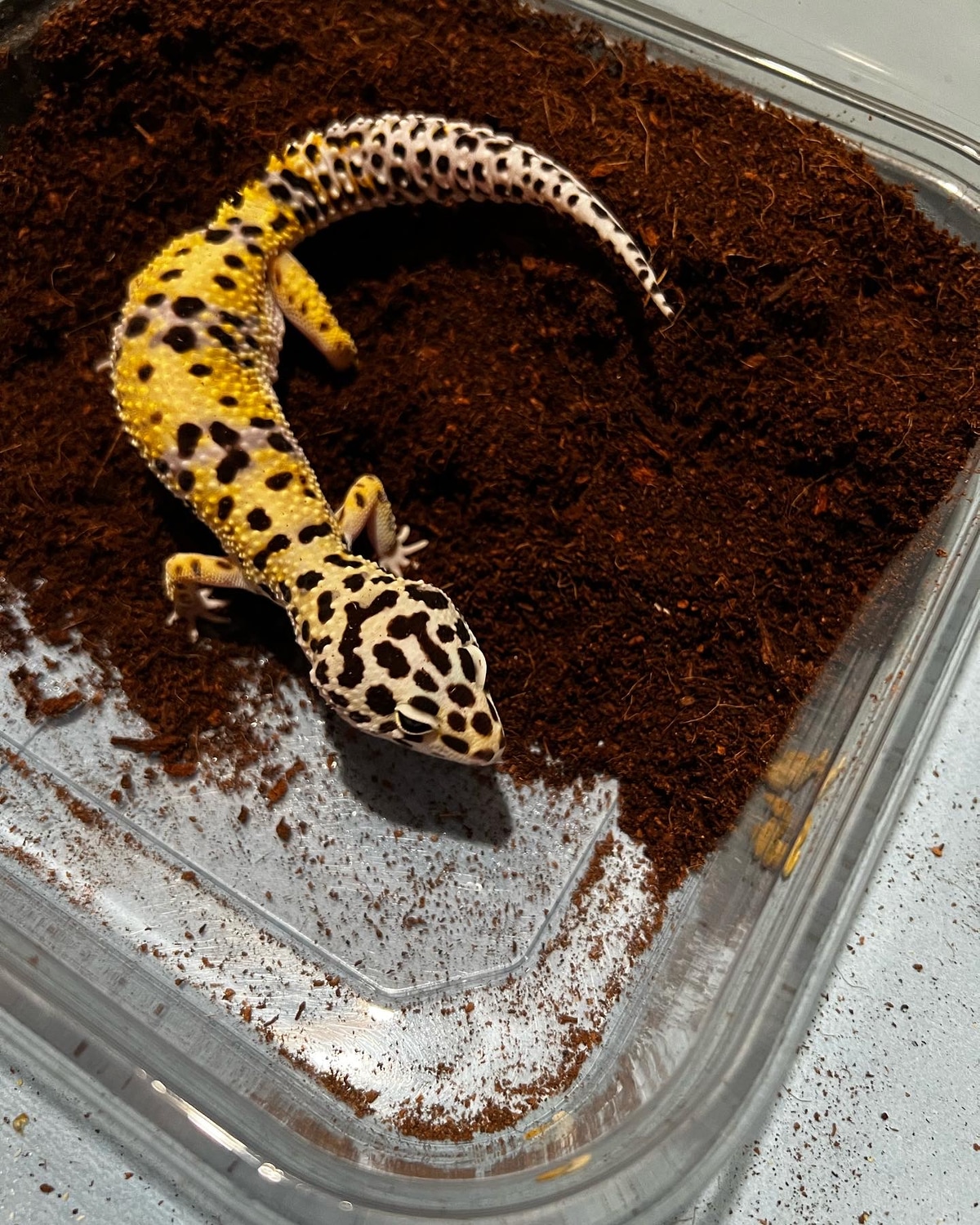 Het Cipher 25% Firewater Leopard Gecko by Brad Johnston Reptiles ...
