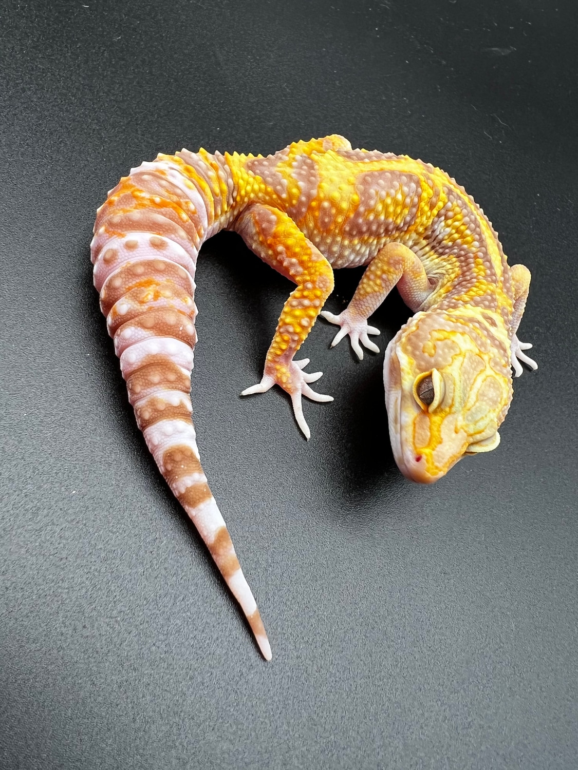 Snow Lava Firewater Cross Het Eclipse Leopard Gecko by Brad Johnston ...