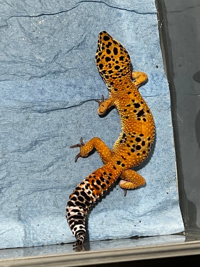 Firebold/Lava Firewater Cross Leopard Gecko by Brad Johnston Reptiles