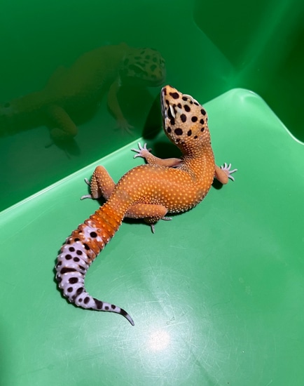 Lava Firewater X Firebold Cross 50% Het Cipher Leopard Gecko by Brad ...