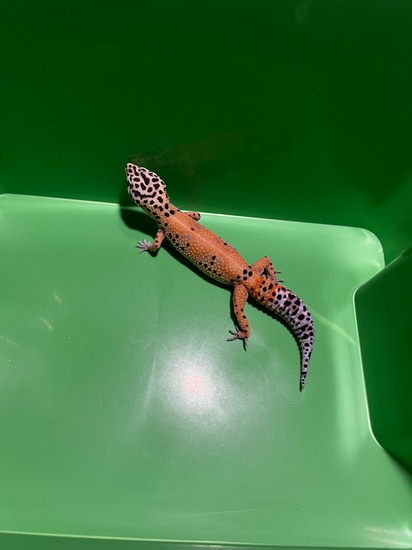 Lava Firewater X Firebold Cross 50% Het Cipher Leopard Gecko by Brad ...