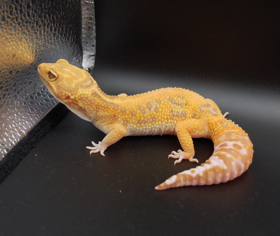 Lava Firewater Cross Leopard Gecko by Brad Johnston Reptiles