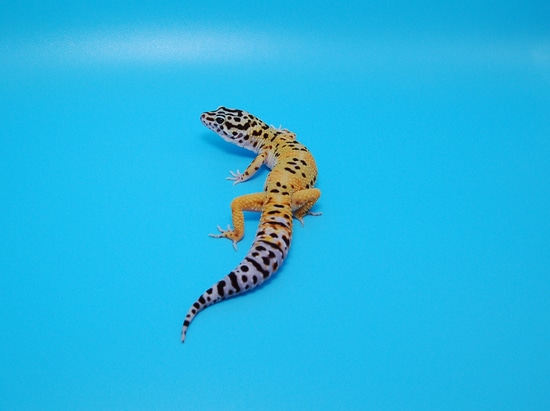 Firebold/Lava Firewater Cross (66% Pos Het Cipher 50% Pos Het Rainwater ...