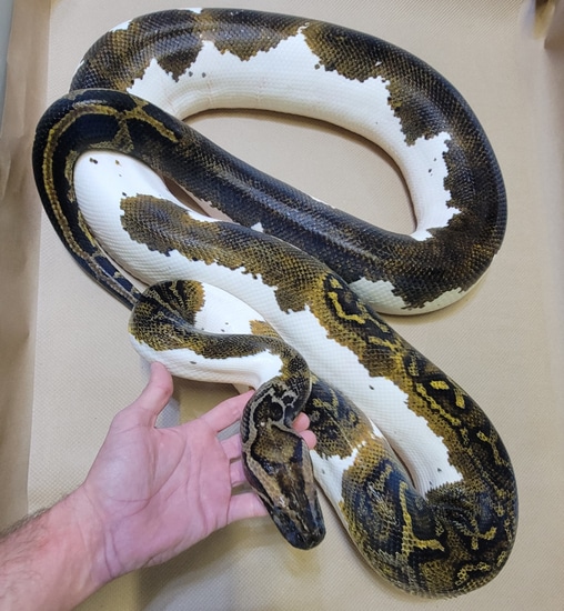 Breeder Pied Male Burmese Python by Brad Johnston Reptiles