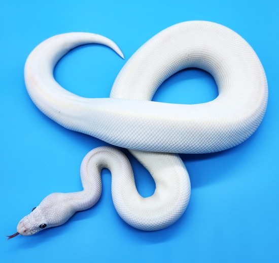 BEL Male Ball Python by Brad Johnston Reptiles