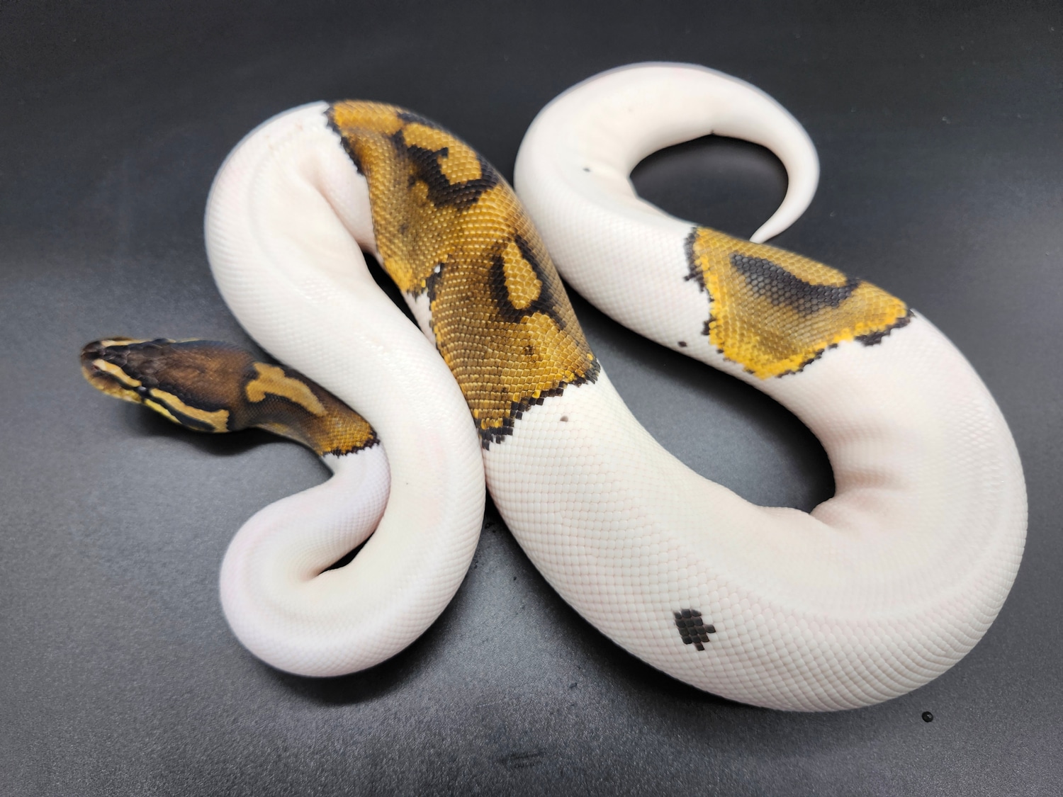 Brad Johnston Reptiles