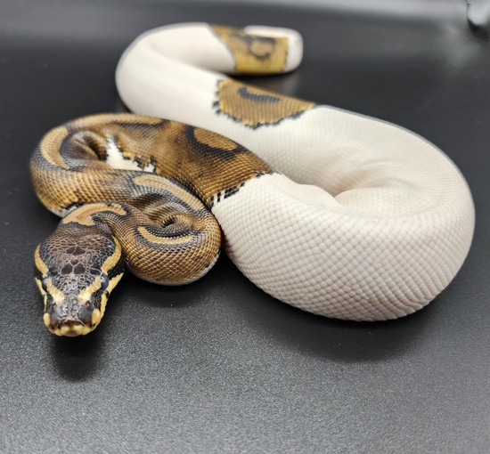 Scaleless-head Pied Female Ball Python by Brad Johnston Reptiles